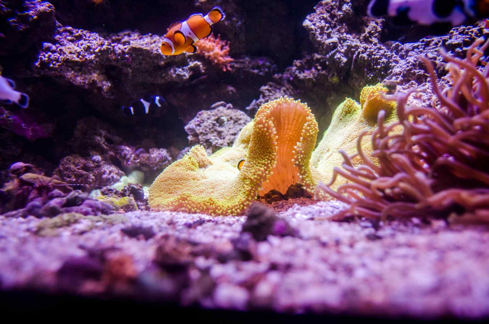 Maiores Aquários do Brasil: 9 lugares para conhecer e se divertir