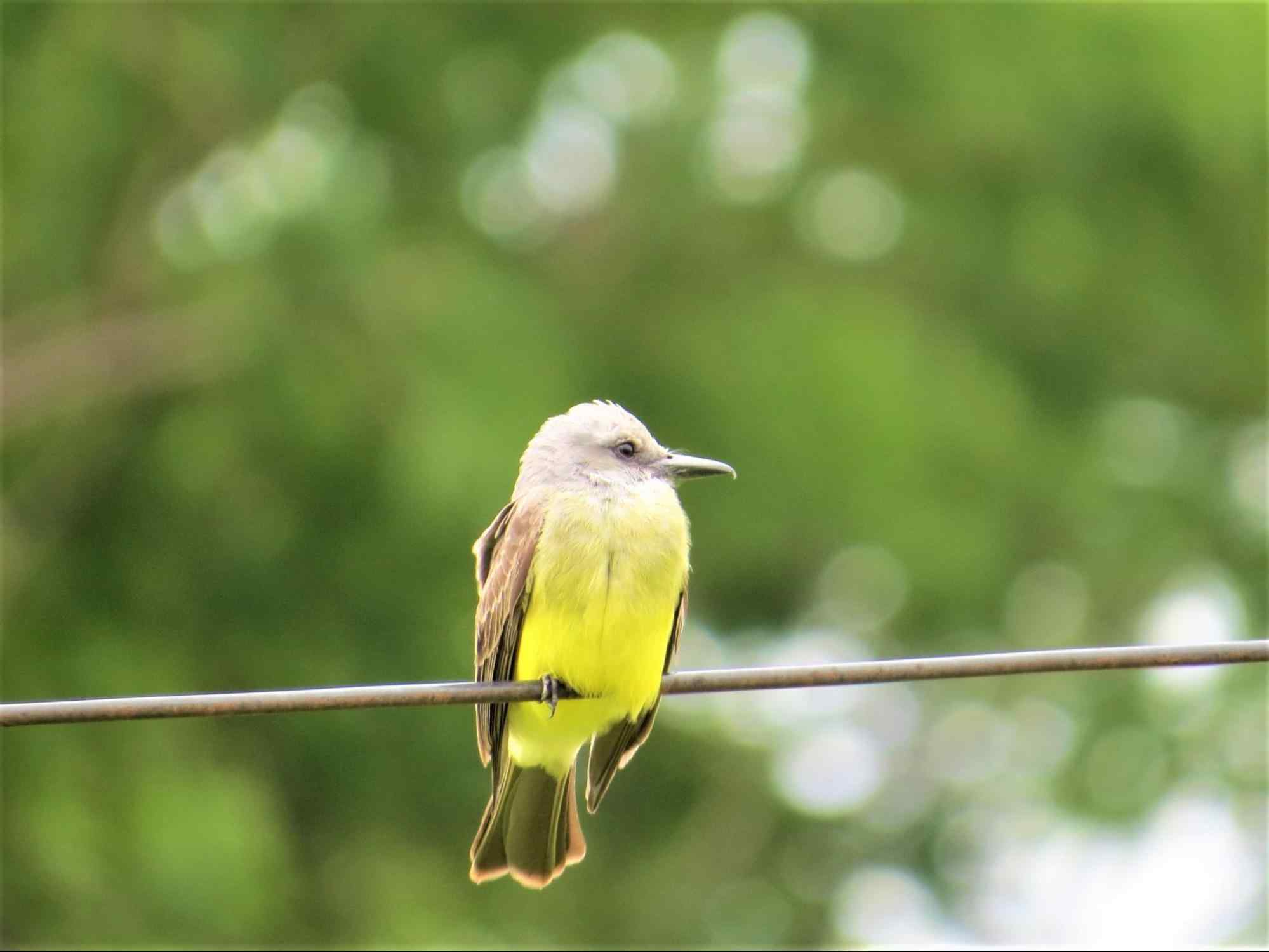Uberaba: 11 passeios em um das cidades do Triângulo Mineiro